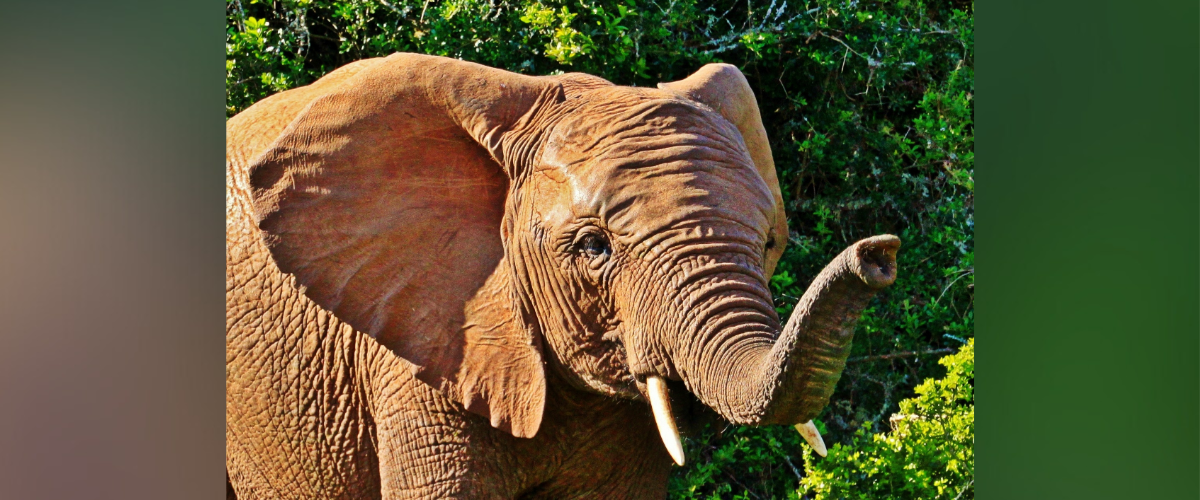 Le braconnage des éléphants menace la régénération forestière ...